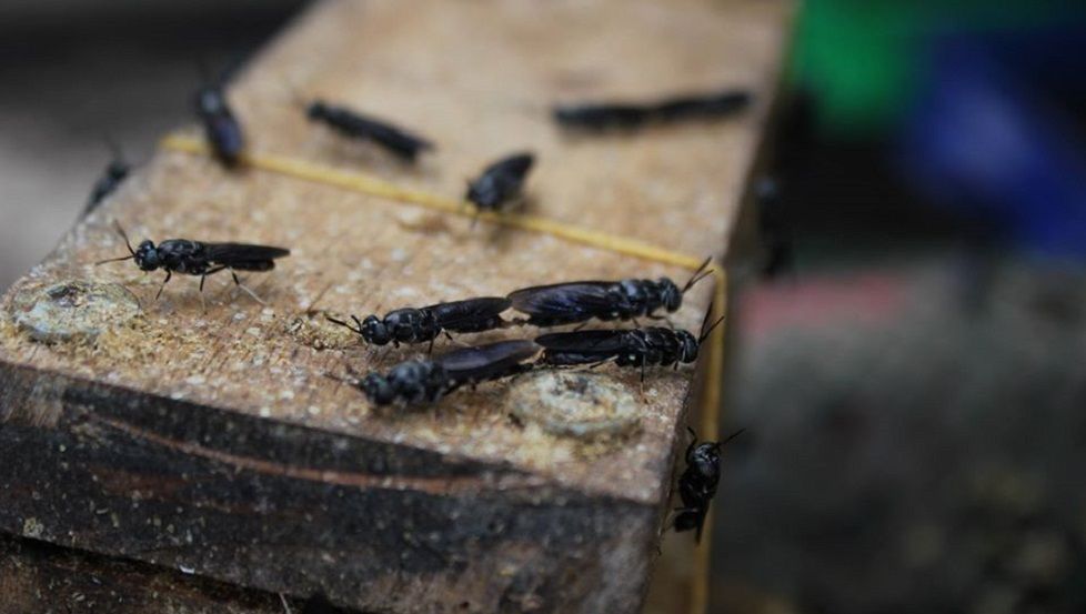 Rising food security fears highlight promise of Southeast Asian bug ...