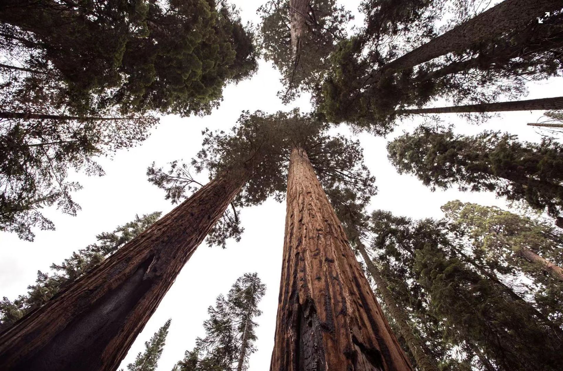 Sequoia Capital changes fund structure, launches The Sequoia Fund